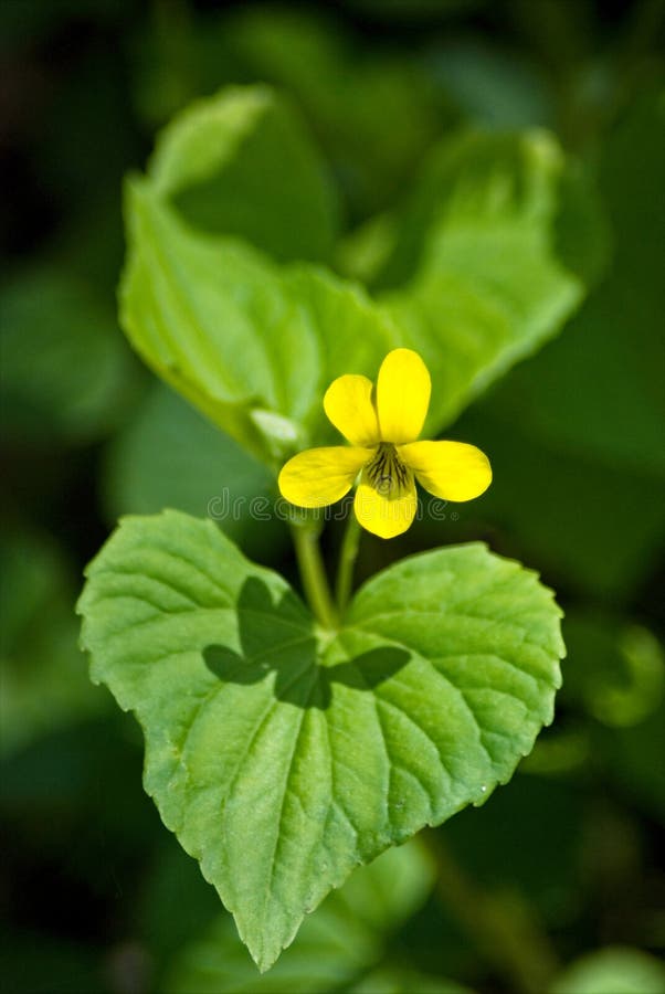 Downy Yellow Violet stock photo. Image of flower, leaf - 227002670