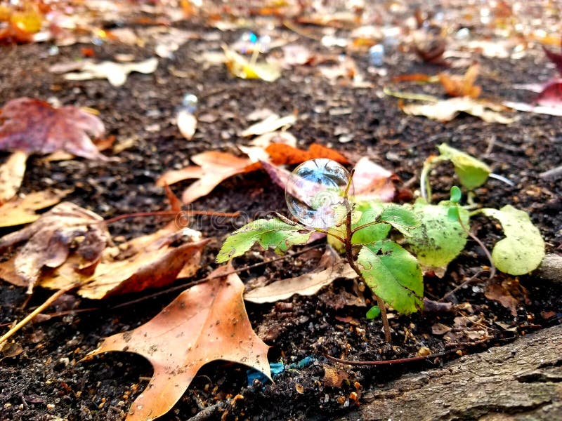 Solo Fall Leaf stock image. Image of orange, green, color - 7124759