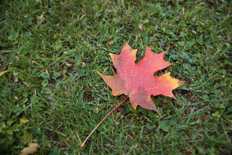 Solo Fall Leaf stock image. Image of orange, green, color - 7124759