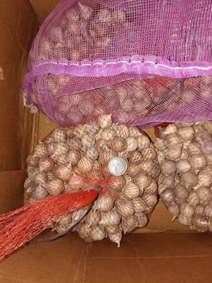 Solo Garlic, Also Known As Single Clove , Monobulb Stock Photo - Image ...