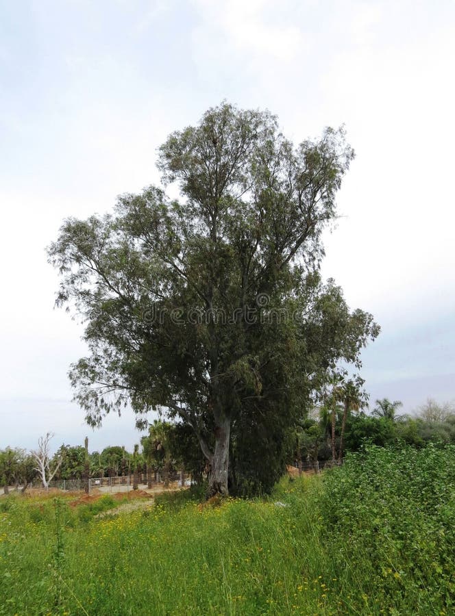 Solo Green Tree in a Green Landscape Nature Stock Photo - Image of solo ...