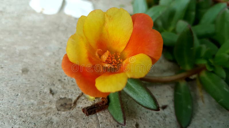 Gulasiman flower stock photo. Image of pink, flora, flower - 96911318