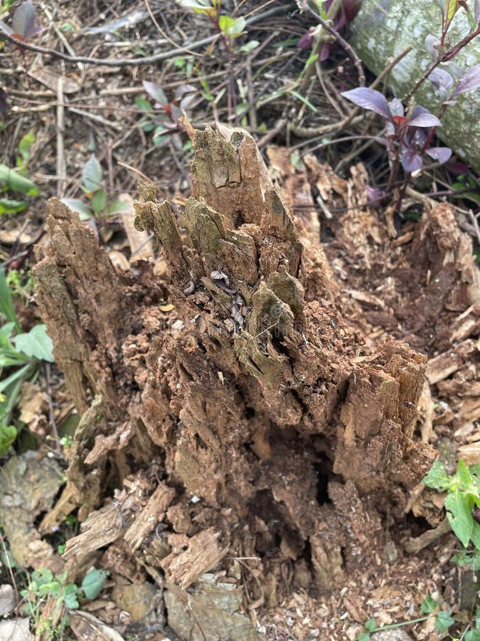 132 Dry Rotted Tree Stock Photos - Free & Royalty-Free Stock Photos ...