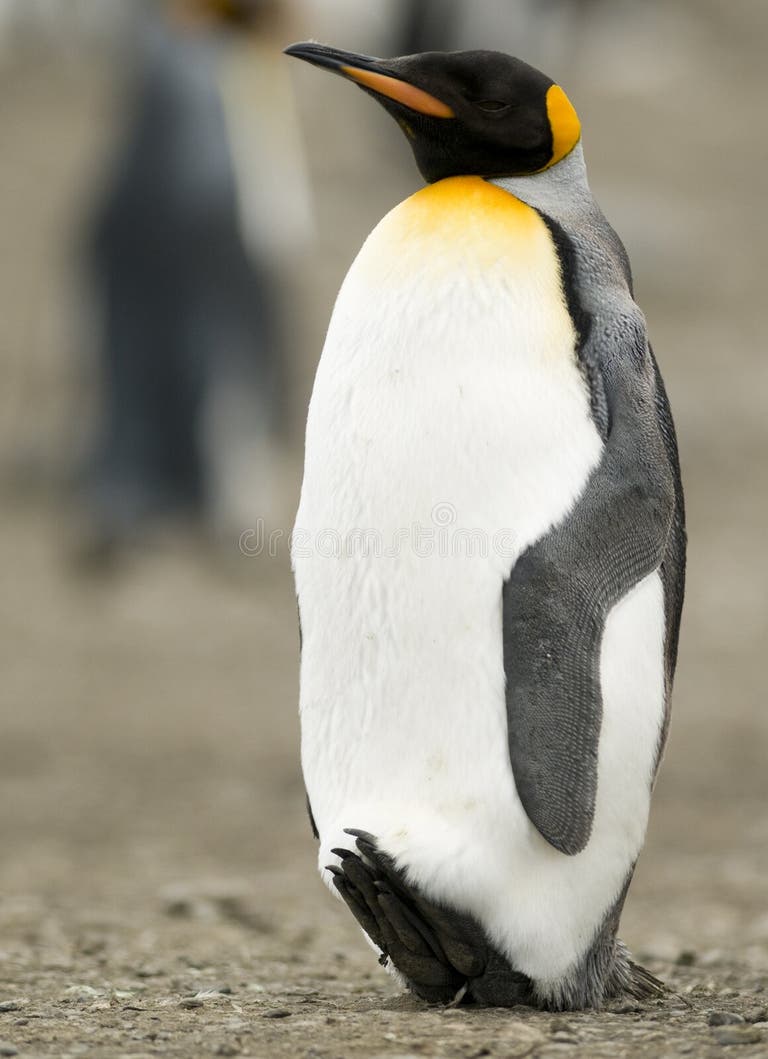 Solo Penguin Wallpaper Stock Photos - Free & Royalty-Free Stock Photos ...