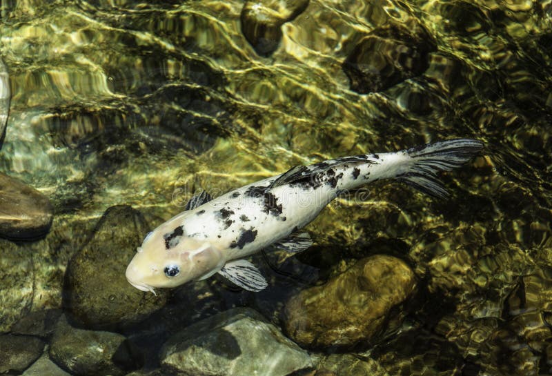 Solo Koi Fish Blanco, Negro, Y Rosado Foto de archivo - Imagen de ...