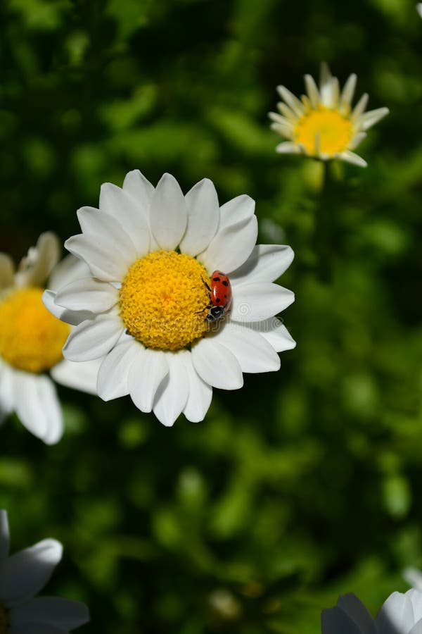 Solo Ladybug Crawling Across Small White Daisy Stock Photo - Image of ...
