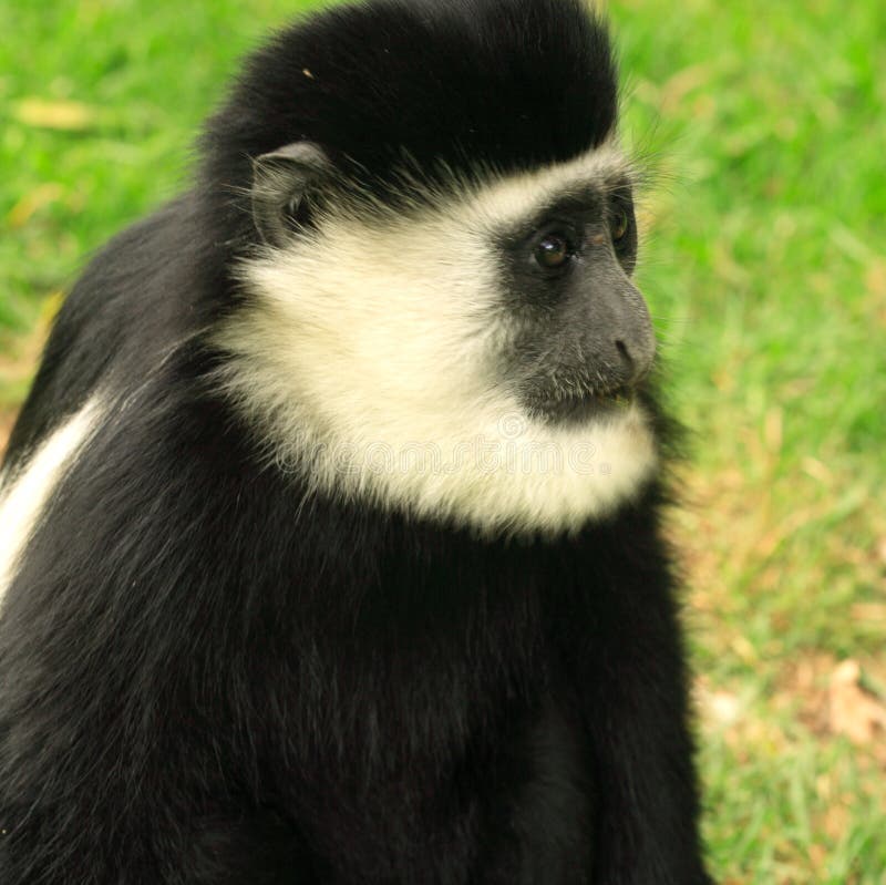 Solo Mono De Colobus Imagen. Imagen: 4274034