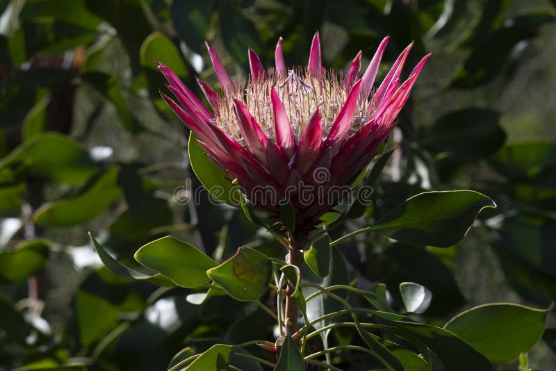 Solo Rey Protea, Cynaroides Del Protea Imagen de archivo - Imagen de ...