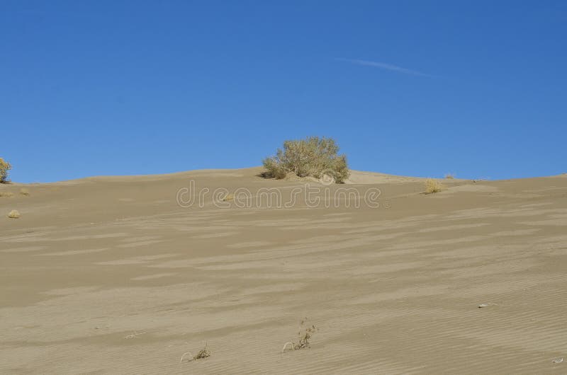 136 Rolling Bush Desert Stock Photos - Free & Royalty-Free Stock Photos ...