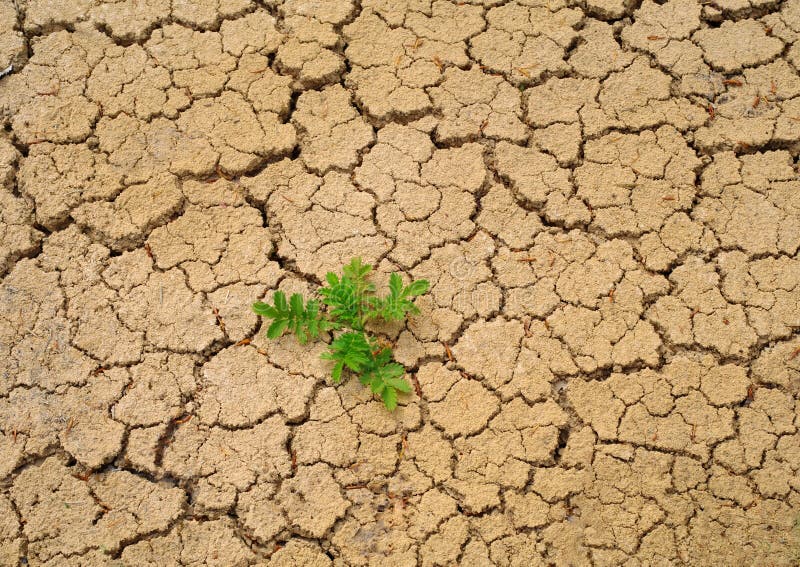A Grama Cresce Acima No Solo Seco Foto de Stock - Imagem de verde, vida ...