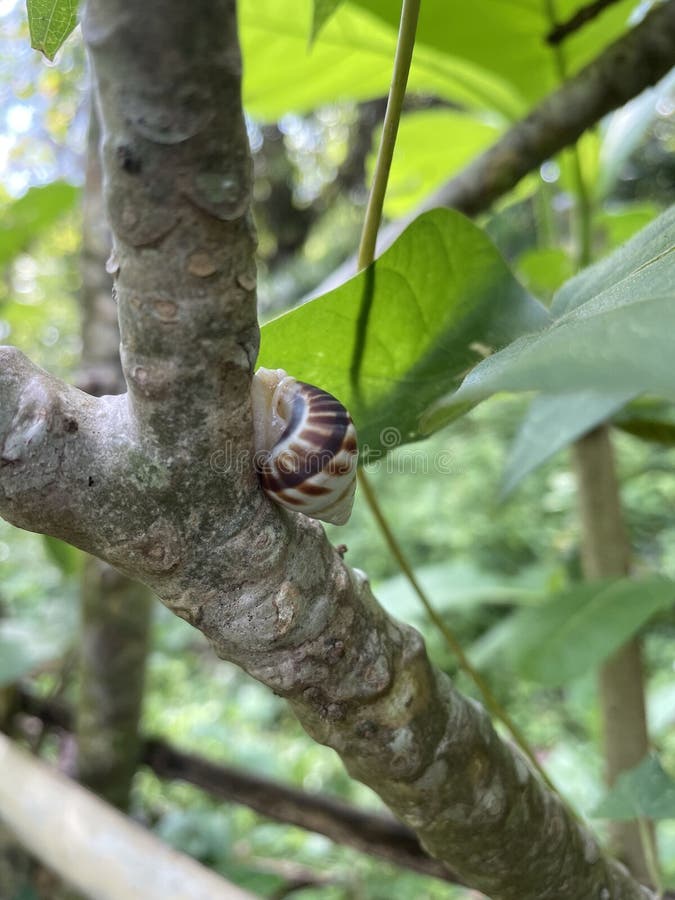 Tree Slugs Sleeping during the Day. Stock Photo - Image of insect ...