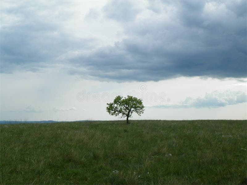 Solo Tree and Ancient Building Stock Image - Image of religion, flower ...