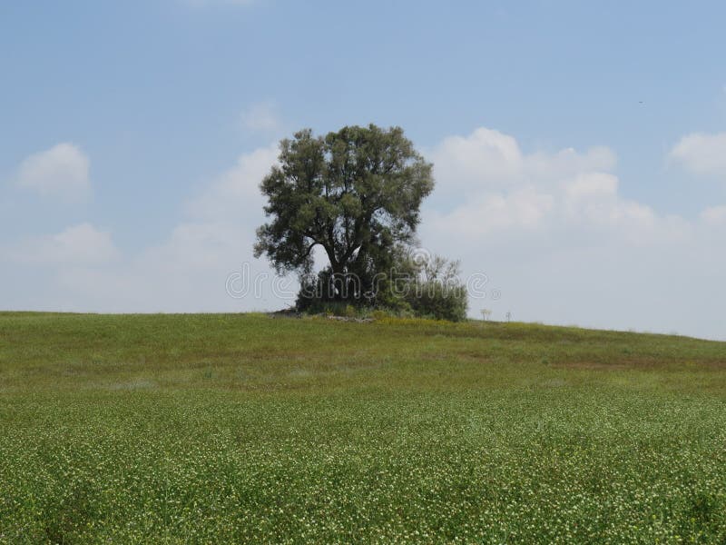 Solo tree stock photo. Image of field, trees, blue, landscape - 98228538