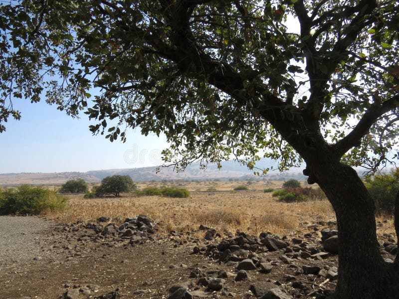 Solo tree stock photo. Image of hills, field, green, park - 98228440