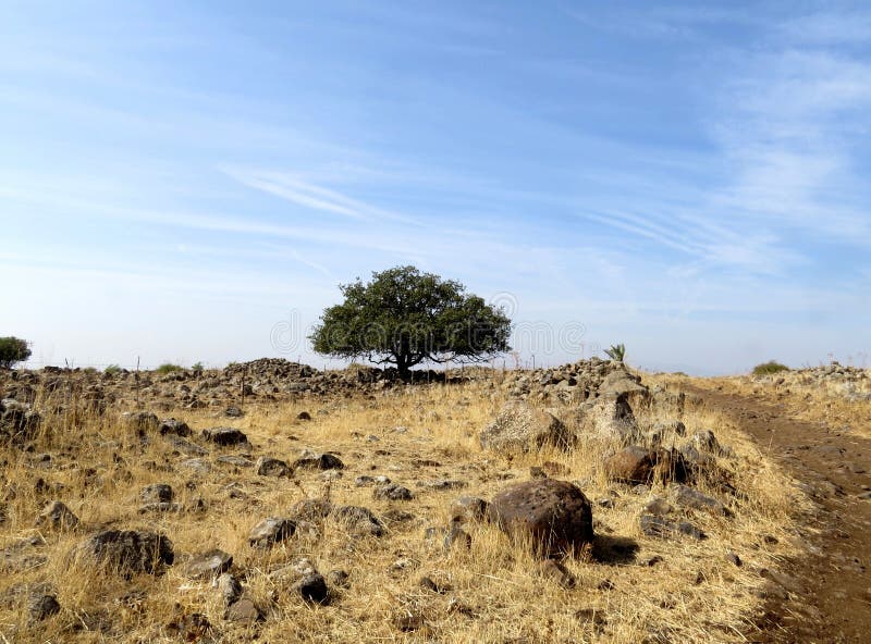 Solo tree stock image. Image of green, trees, leading - 98228451