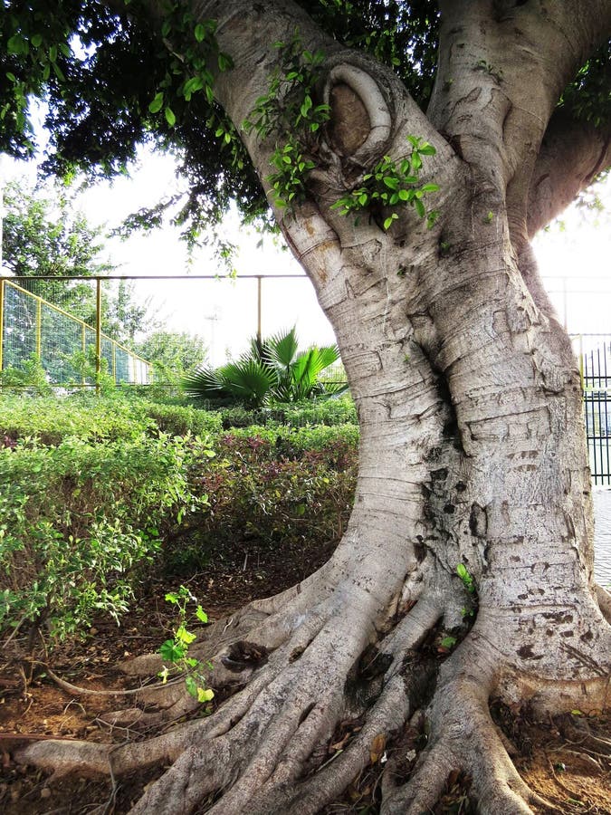 Solo tree stock image. Image of trees, park, colors, view - 98228489