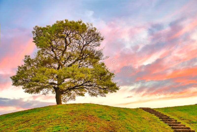 Solo Tree at the Hill Top on Sunset Stock Photo - Image of energy ...