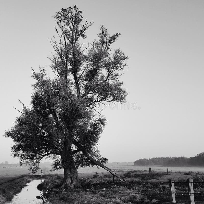 A Solo Tree, a Stone, Clear Sky and Bare Earth - Grey Shade Picture ...