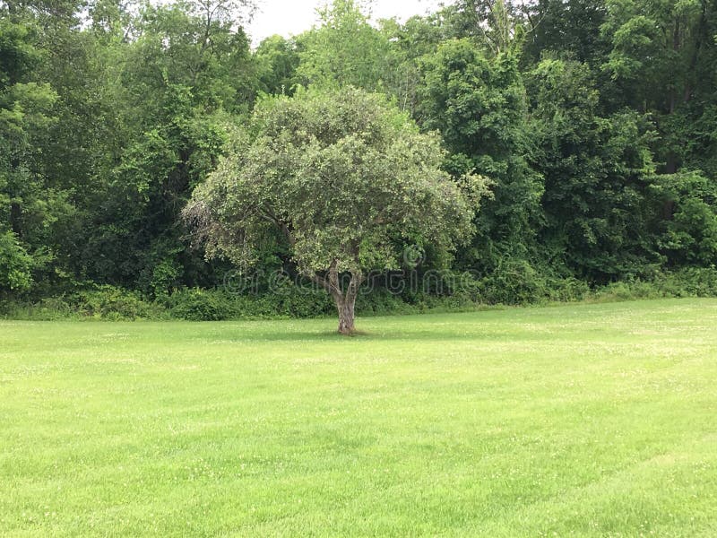 Solo tree of color stock image. Image of finest, color - 133619011