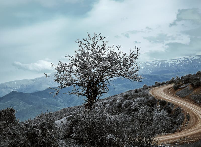 Solo tree beside a roud stock image. Image of travel - 119631503