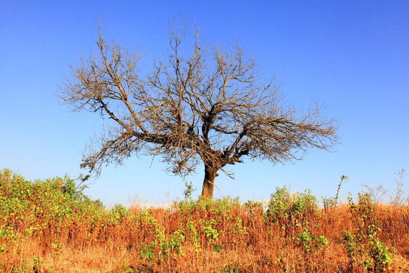 Desolate tree stock photo. Image of background, solo - 36634652
