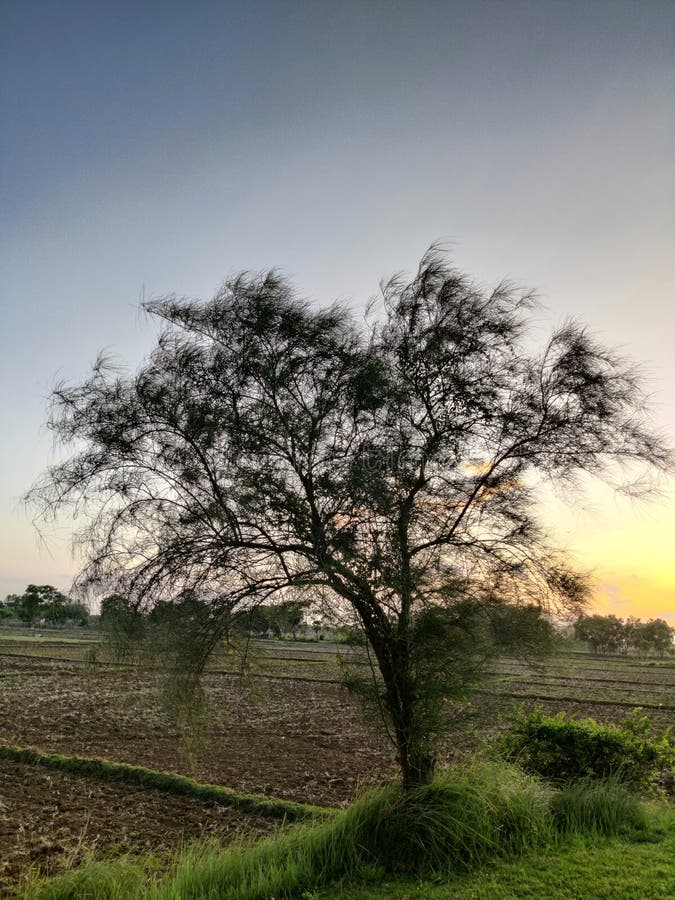 Solo Tree and Ancient Building Stock Image - Image of religion, flower ...