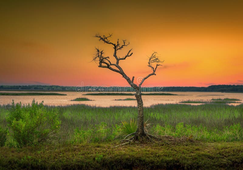 Solo Tree and Ancient Building Stock Image - Image of religion, flower ...