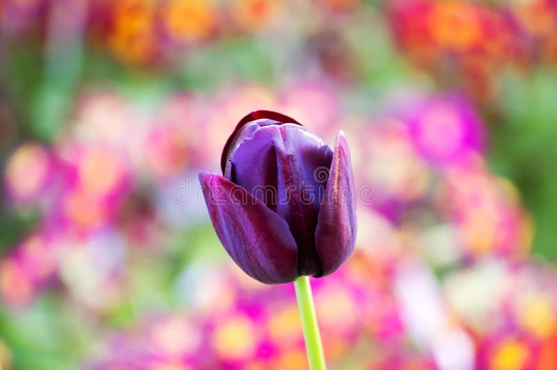 Solo tulipán violeta imagen de archivo. Imagen de imagen - 30935415