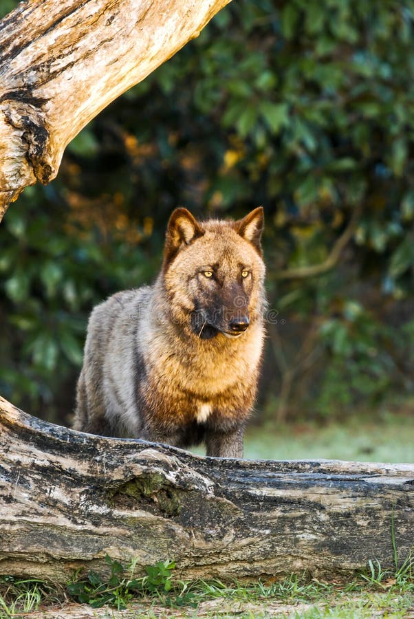 Wolves on a log stock image. Image of mammal, carnivore - 53334929