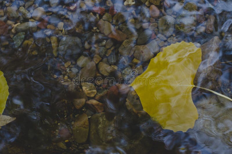 A Solo Yellow Leaf Floating Down the Stream Stock Image - Image of ...
