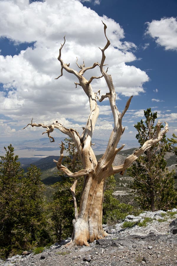 SoloBristle Cone Pine Tree at the Top of the Ridge Stock Photo - Image ...