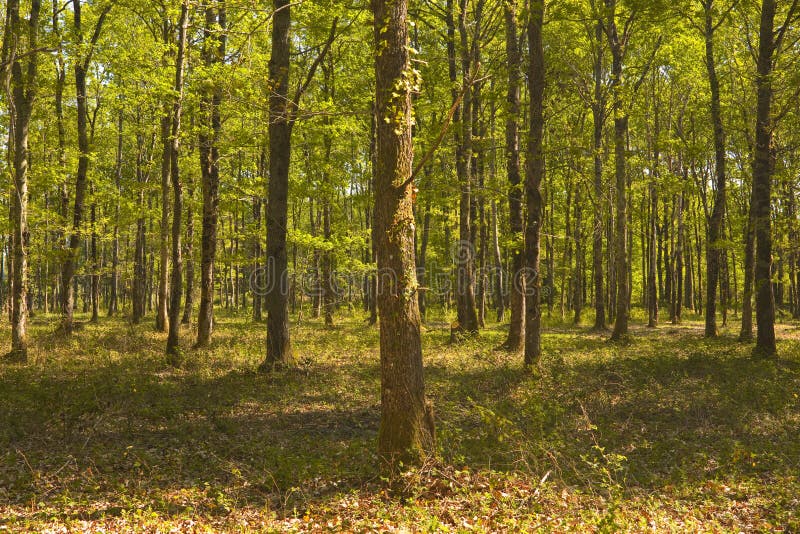 Sologne woods. stock image. Image of europe, wood, scene - 23542889