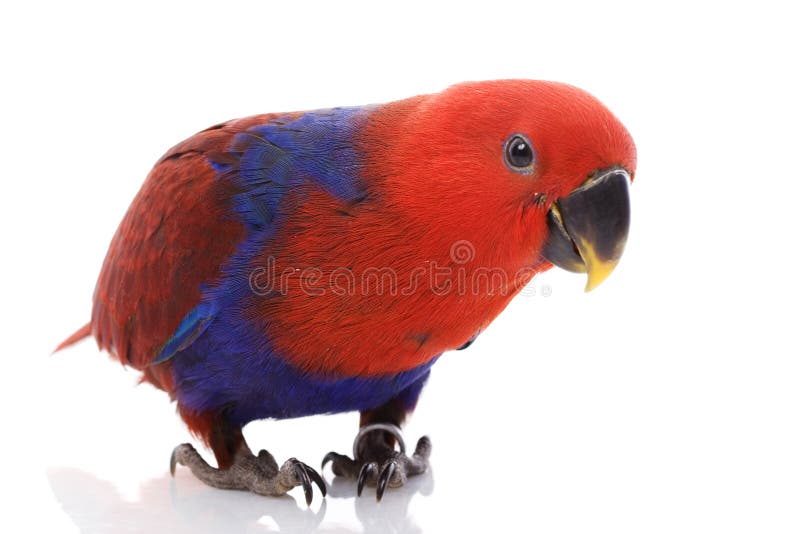 Solomon Island Eclectus Parrots Stock Photo - Image of feather, beak ...