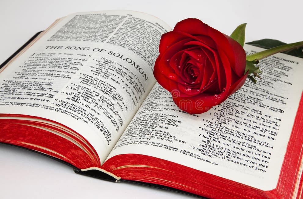 Solomon s Rose stock photo. Image of font, fresh, christianity - 7708606