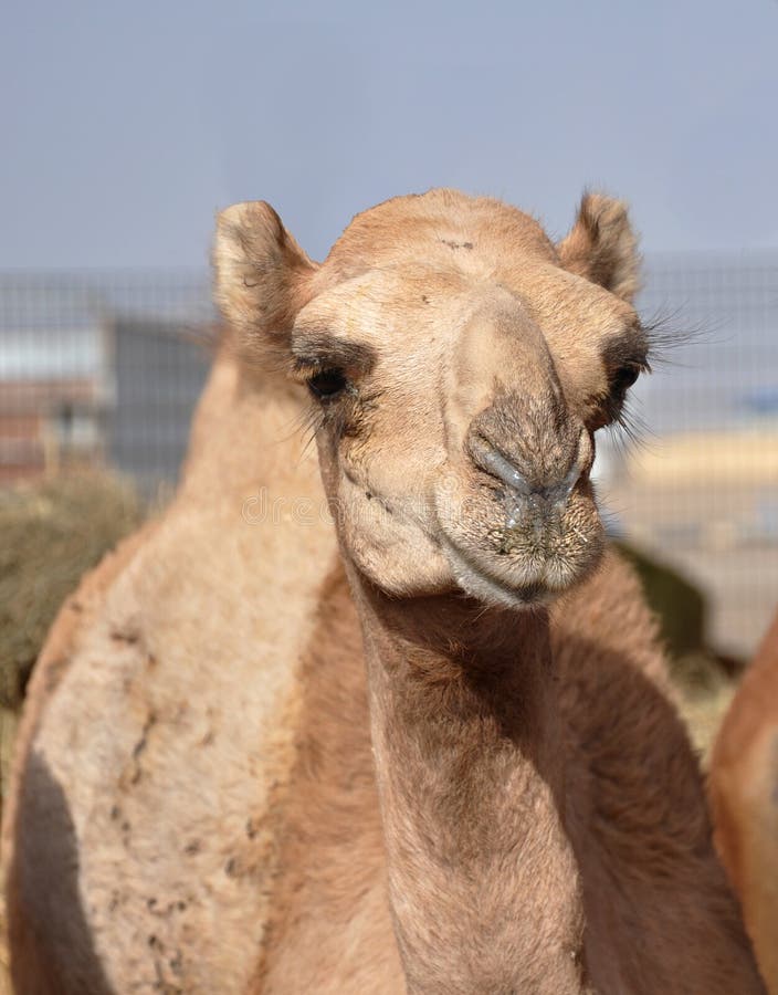 19,716 Chepa Fotos de stock - Fotos libres de regalías de Dreamstime