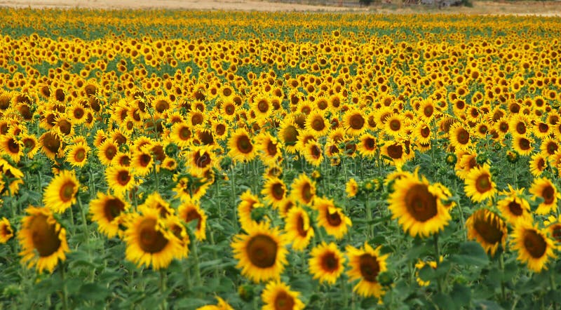 Solros arkivfoto. Bild av liggande, jordbruk, spanjor - 103434422