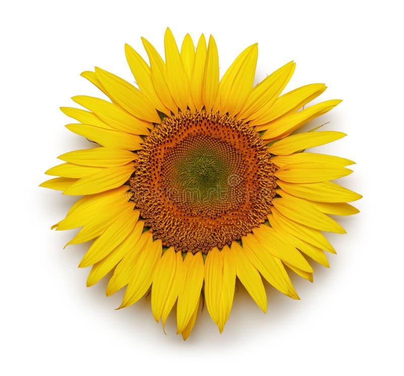 Solros fotografering för bildbyråer. Bild av tillväxt - 25543655