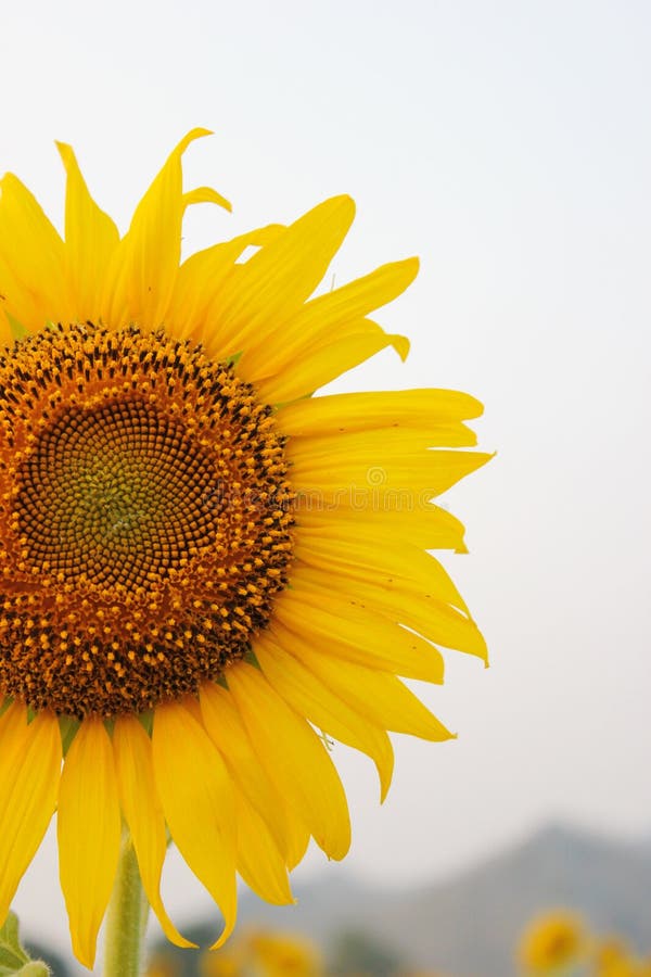 Solros arkivfoto. Bild av färger, blomma, kantjustering - 105041354