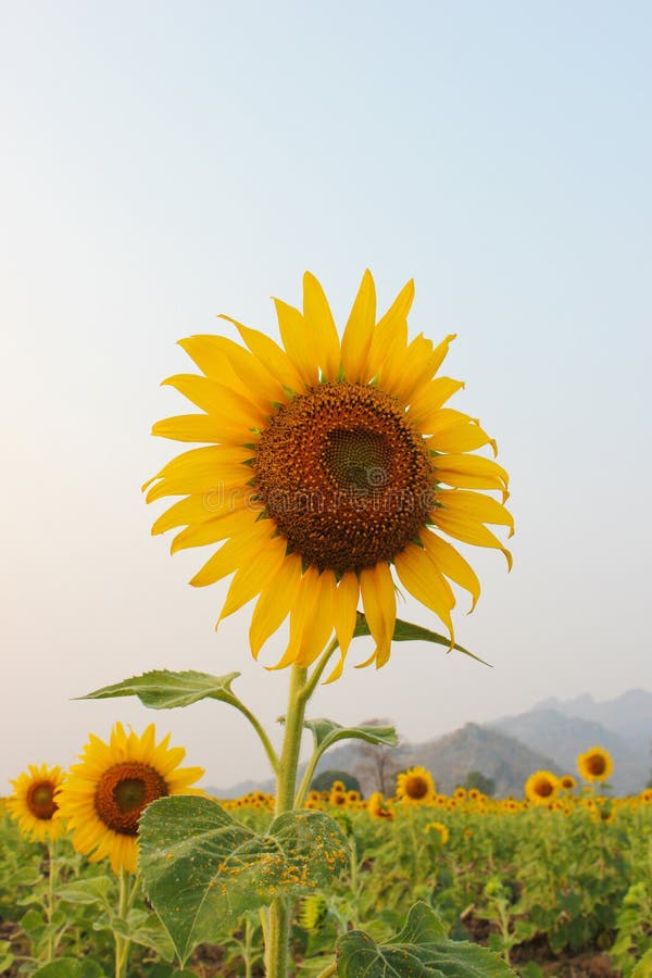 Solros arkivfoto. Bild av färger, blomma, kantjustering - 105041354