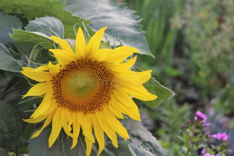 Solros fotografering för bildbyråer. Bild av fält, blomma - 109095329