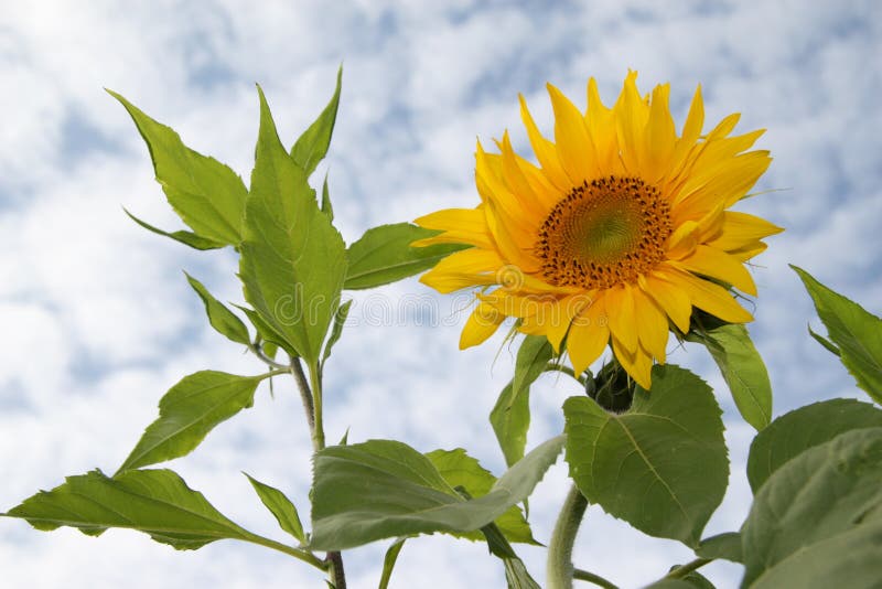 Solros arkivfoto. Bild av blodsugare, blomning, utsäde - 1130470