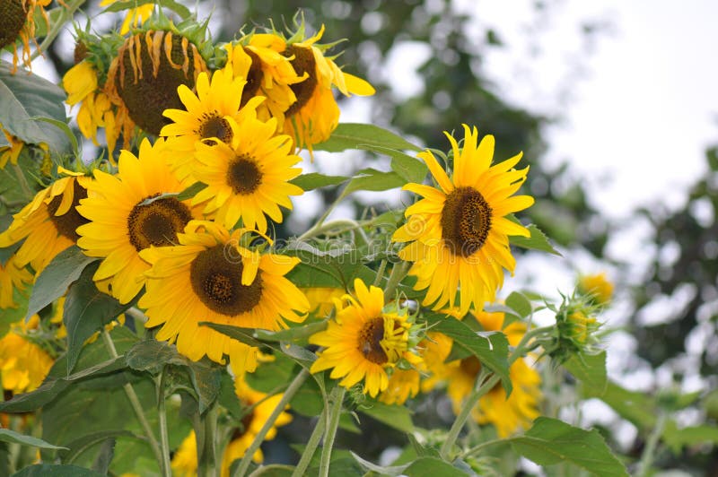 Solros arkivfoto. Bild av bakgrund, naturligt, brigham - 122939144