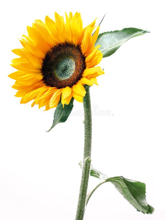 Solros arkivfoto. Bild av blomma, blad, blommar, stamma - 13478280