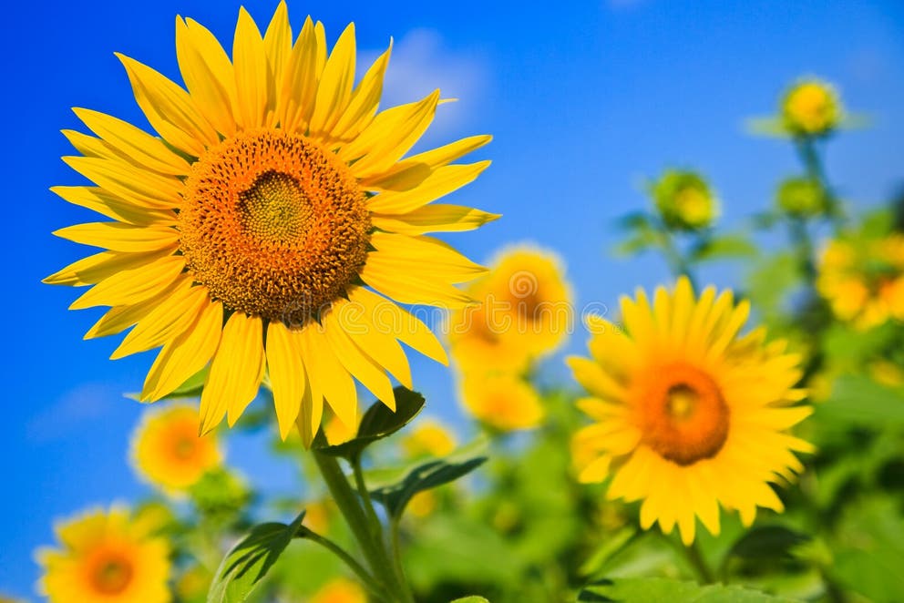 Solros fotografering för bildbyråer. Bild av livstid - 13620791