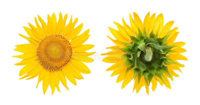 Bakgrund Isolerad Vit Yellow För Solros Fält L Solrosor Solrosblommor ...