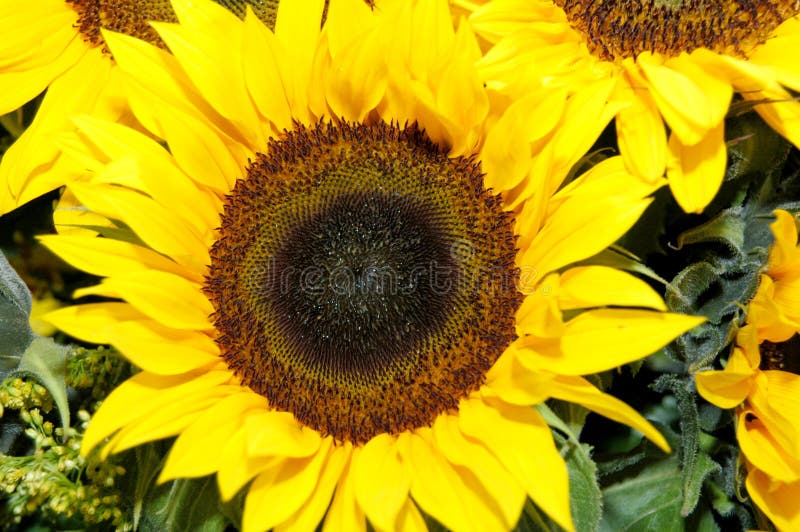 Solros Bild. Bild: 2632890