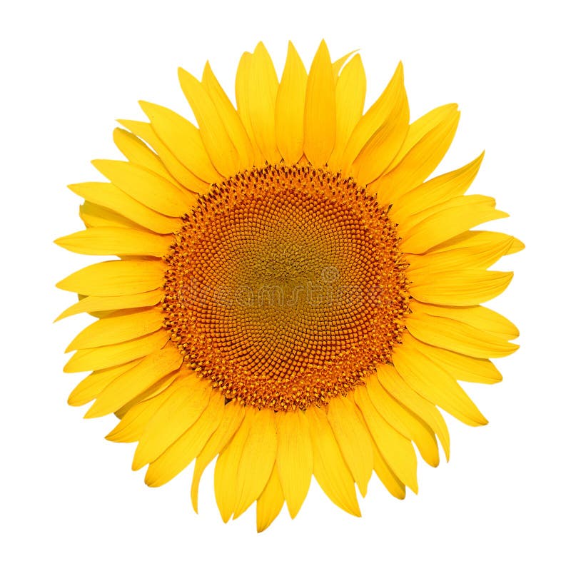 Solros fotografering för bildbyråer. Bild av löv, parfymerat - 40339547