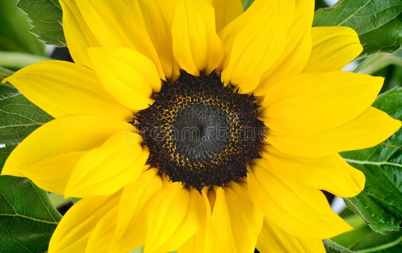 Solros arkivfoto. Bild av floror, petals, natur, blomma - 20353270