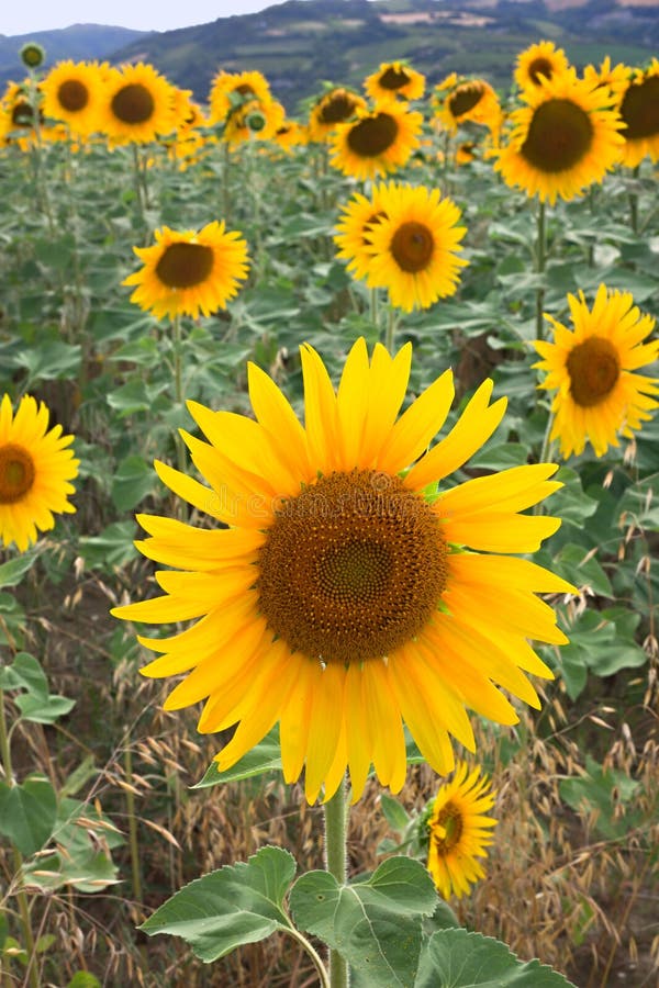 Solros arkivfoto. Bild av kronblad, bevattna, blomma, grön - 4222616