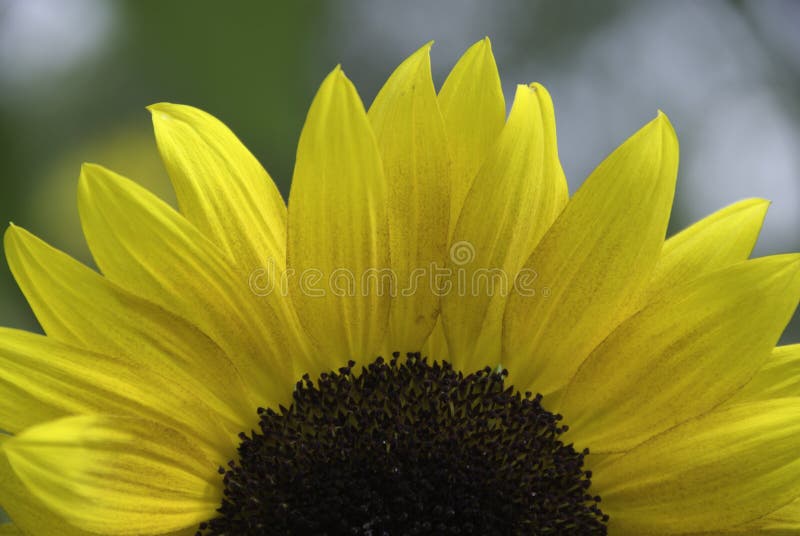 Solros fotografering för bildbyråer. Bild av petaler - 24707097